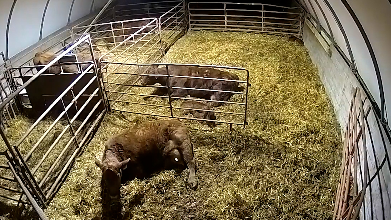 Top 10 Questions Barn Camera FAQ